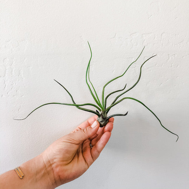 Bulbosa – The Artie Party